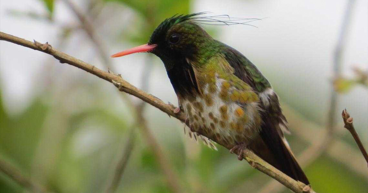 Emblematic Birds of the Arenal Observatory Lodge & Trails