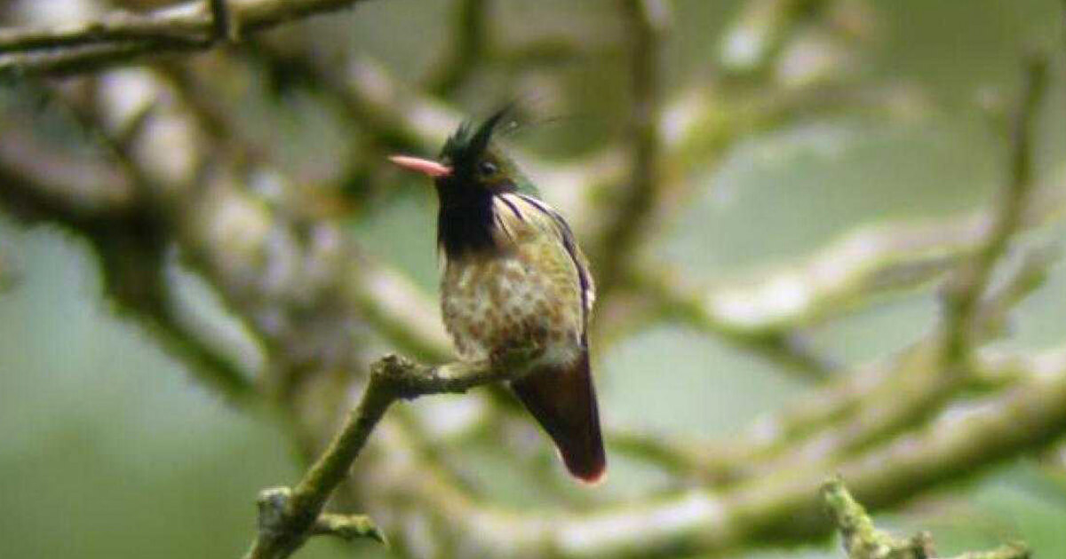 A Bird Watching experience at Arenal Observatory Lodge