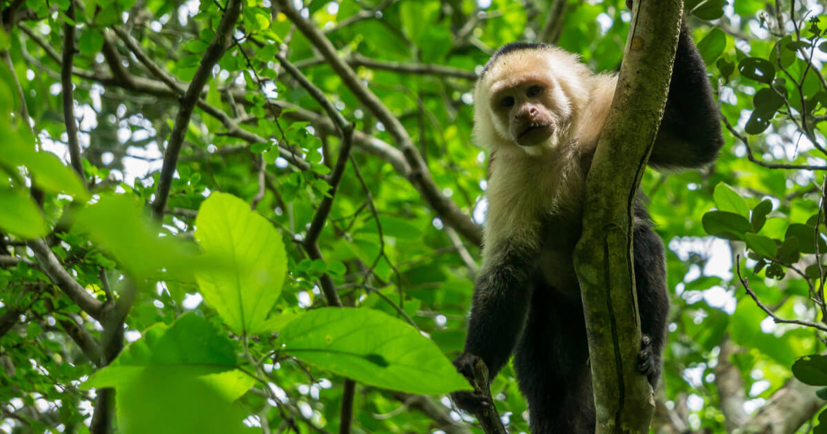 Costa Rica – Entry Requirements During the COVID-19 Pandemic