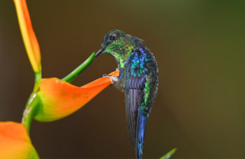 Birdwatching Tours | Arenal Observatory Lodge & Trails