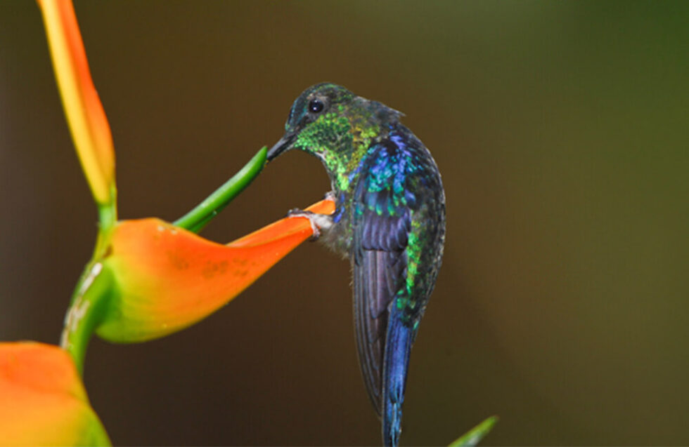 Arenal Volcano National Park | Arenal Observatory Lodge & Trails