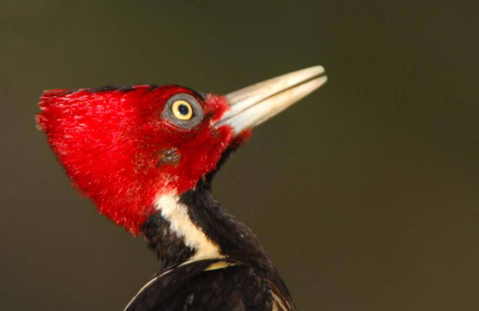 Arenal Volcano National Park | Arenal Observatory Lodge & Trails