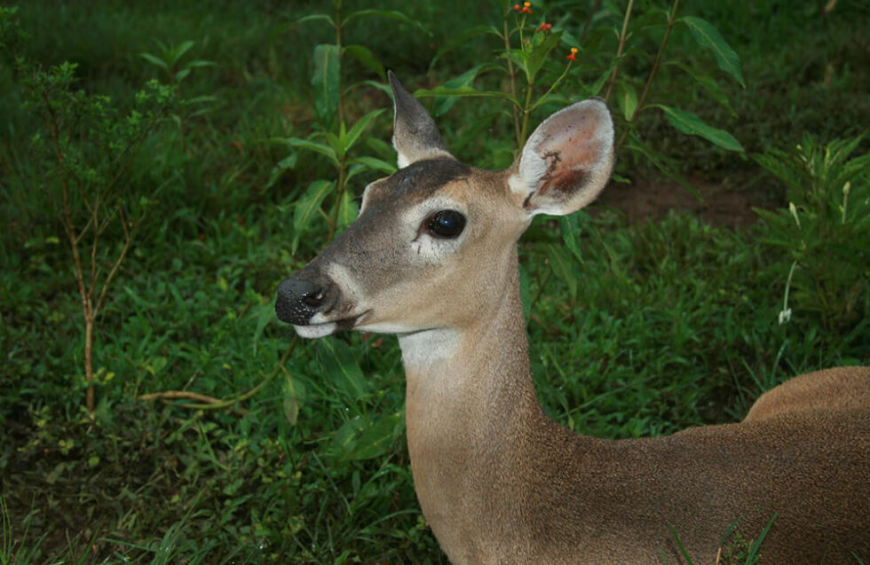 Arenal Volcano National Park | Arenal Observatory Lodge & Trails