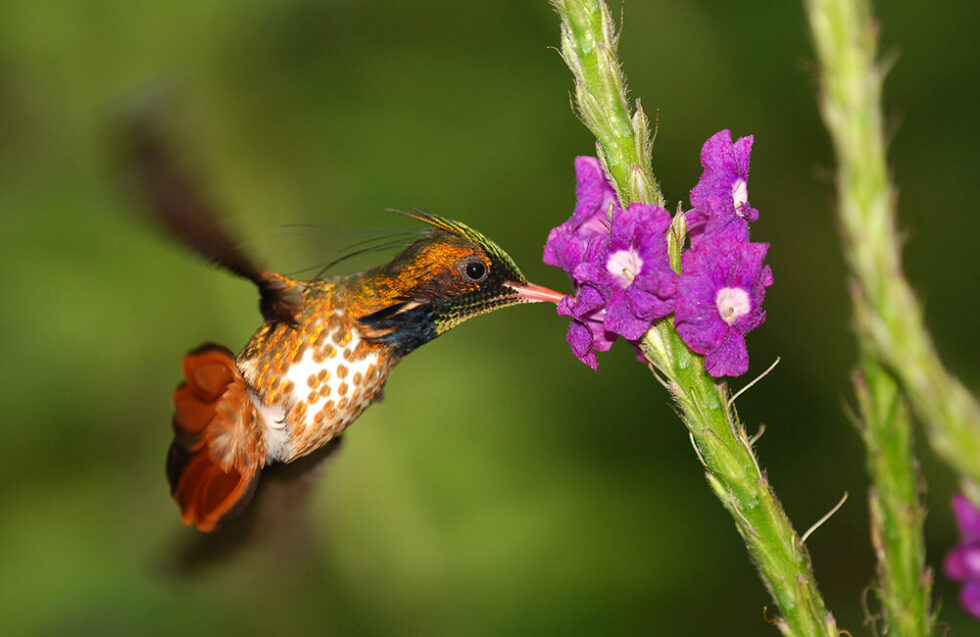 Arenal Volcano Tours | Arenal Observatory Lodge & Trails