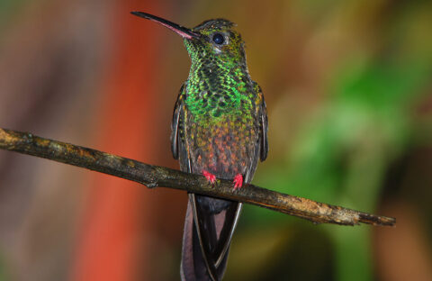 Arenal Volcano Tours | Arenal Observatory Lodge & Trails