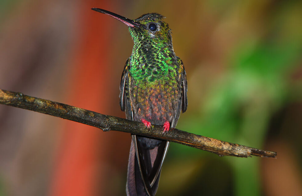 Arenal Volcano Tours | Arenal Observatory Lodge & Trails
