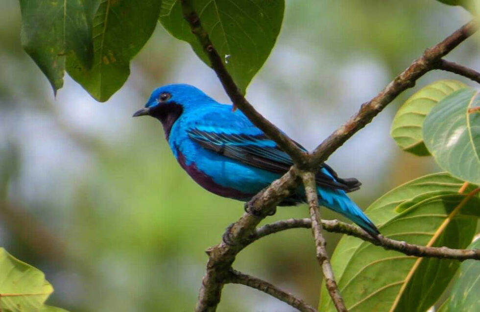 Bird Sanctuary | Arenal Observatory Lodge & Trails