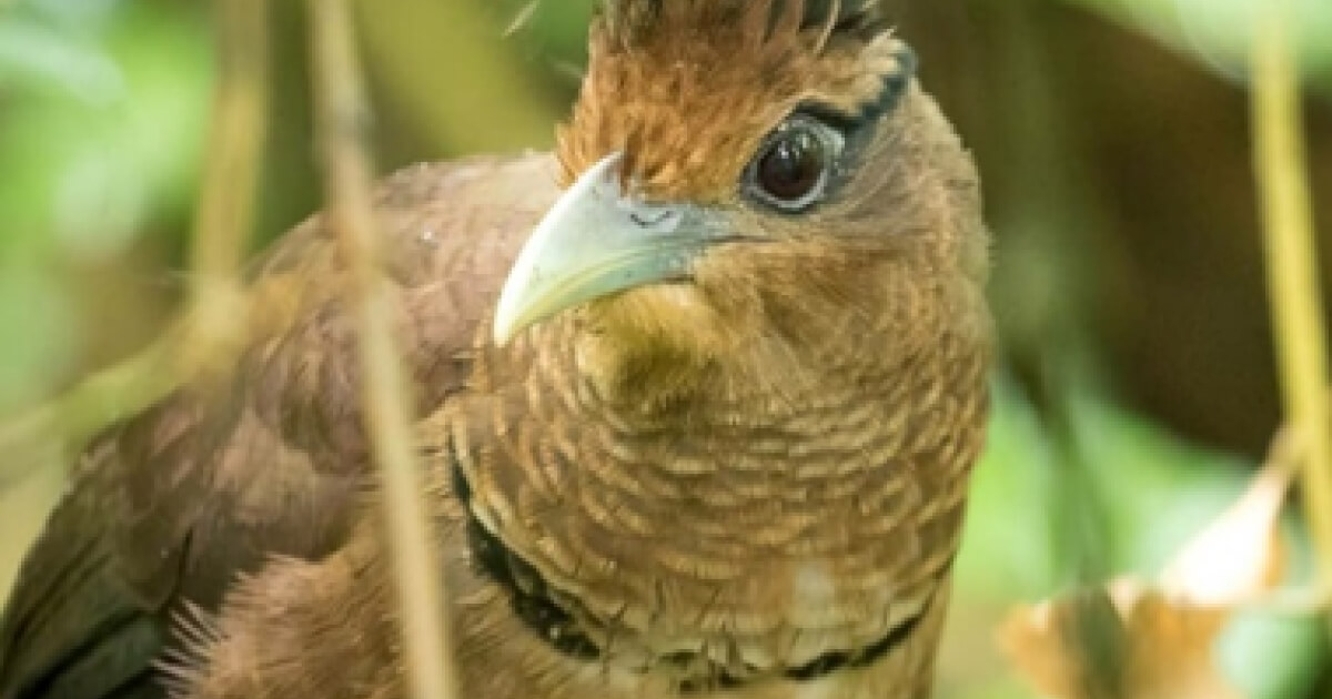 Bird Count 2022 | Arenal Observatory Lodge & Trails